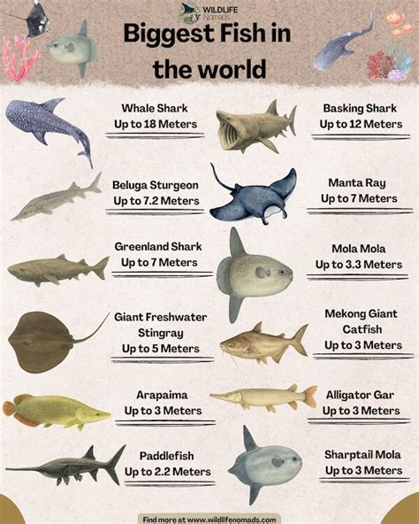 5 Examples Of Fishes With Names