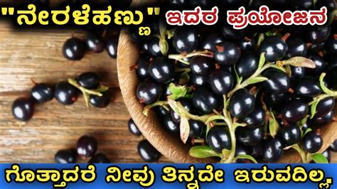 Jamun Fruit In Kannada⚡jamun Fruit Benefits⚡java Plum Plant Youtube
