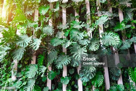 열대 녹색 잎 배경 양치류 야자수 및 몬스테라 Deliciosa 잎 꽃 정글 패턴 개념 배경 도시 환경에서 콘크리트 벽 수직 요소 0명에 대한 스톡 사진 및 기타 이미지