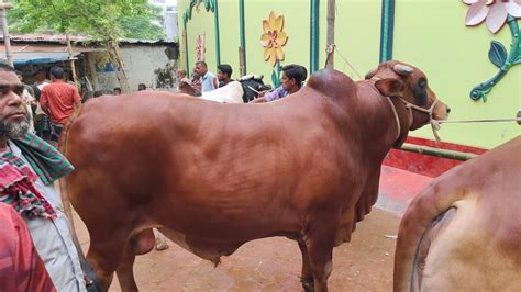 গরু ছাগলের শেষ হাট। আজকের কালিতলা হাট কেমন ছিল বগুড়া কালিতলা হাট। ২০২৪ Youtube