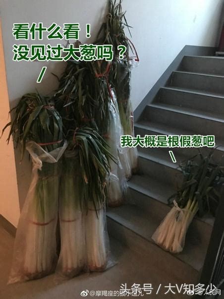 隔壁家的山東大蔥 嚇到我了 我買的只是個蒜苗 每日頭條