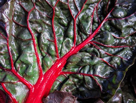 무료 이미지 분기 식품 빨간 생기게 하다 야채 식물학 플로라 정맥 3652014