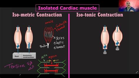 Cardio Physiology 6 Youtube