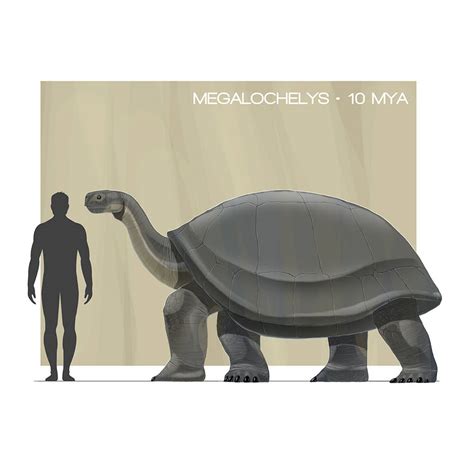 Megalochelys02 By Raptoryx13 On Deviantart