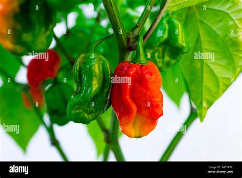 Moruga Scorpion Pepper