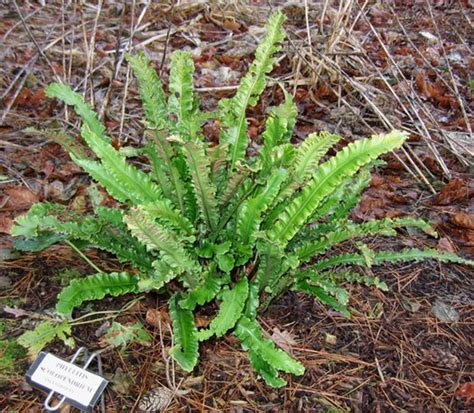Asplenium Scolopendrium Angustatum Asplenium Scolopendrium Angustifolia Phyllitis