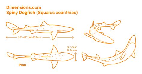 Frilled Shark Chlamydoselachus Anguineus Dimensions And Drawings