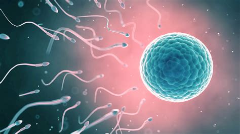 Sperm And Egg Fertilization Video