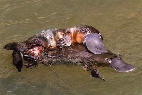 How To Spot A Platypus