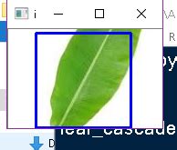 Github Adityapai Leaf Detection A Simple Banana Leaf Detector Using Haar Cascades And