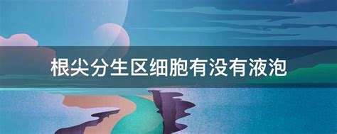 根尖分生区细胞有没有液泡 业百科