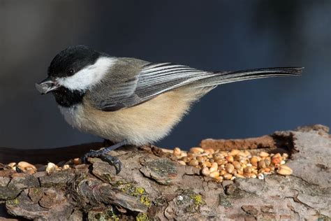 Mésange à Tête Noire Oiseaux Mésanges Du Québec