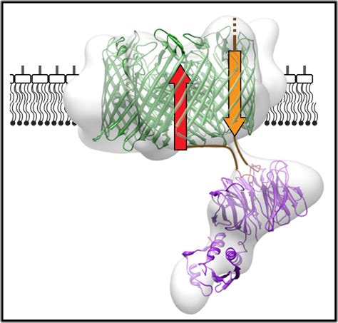 Intrinsically Disordered Proteins Cell
