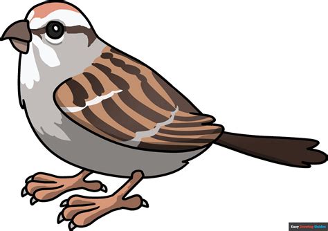 How To Draw A Sparrow Really Easy Drawing Tutorial