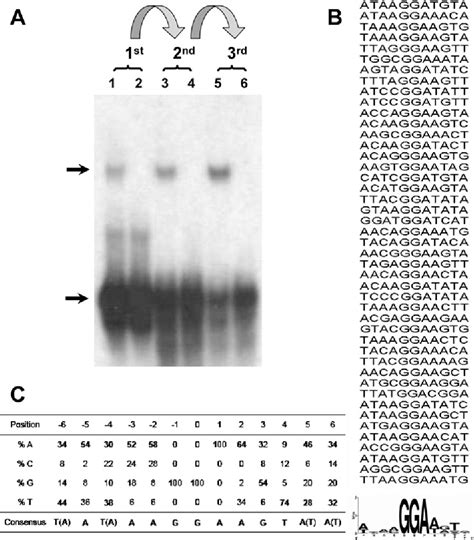 Figure 1 From Determination Of The Consensus Dna Binding Sequence And A