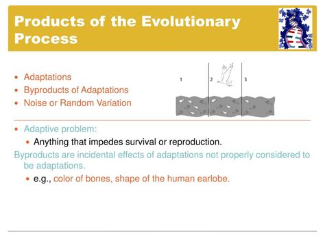 Ppt Evolutionary Perspective Powerpoint Presentation Free Download Id 3098932