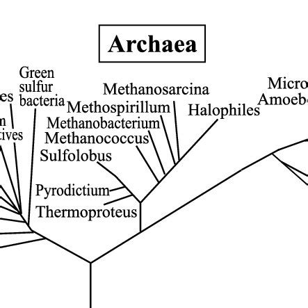 Examples Of Archaea A Tree Of Life Domain Museum Of