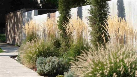 26 Best Ornamental Grasses For Low Maintenance Yards