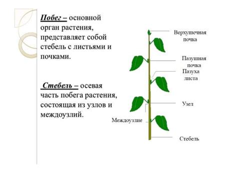 Морфология растений презентация онлайн