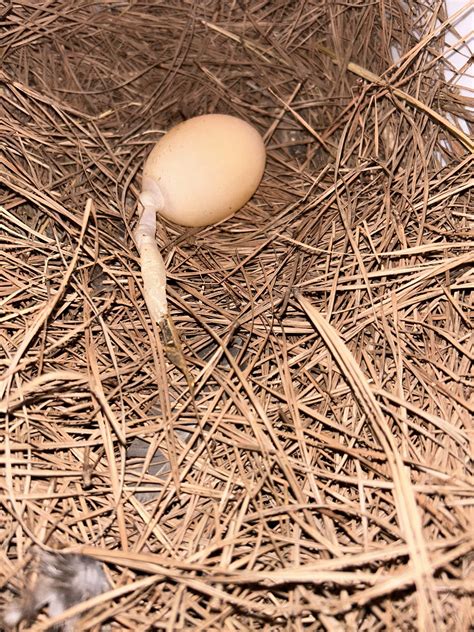 No Shell And Weird String With Hole At The End Rweirdeggs