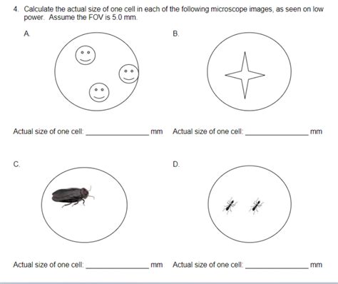 Solved 4 Calculate The Actual Size Of One Cell In Each Of