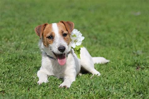 【犬種図鑑】小さくてもパワフル！大型犬にも負けないジャック・ラッセル・テリア｜anicom You（アニコムユー）