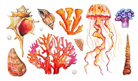 海洋生物 水母珊瑚贝壳 手绘水彩插图 库存例证 插画 包括有 生活 紫色 设计 水母 海运 163763387