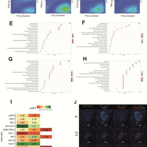 Ifn And Ifn Induce A Gene Signature Similar To The One Observed In