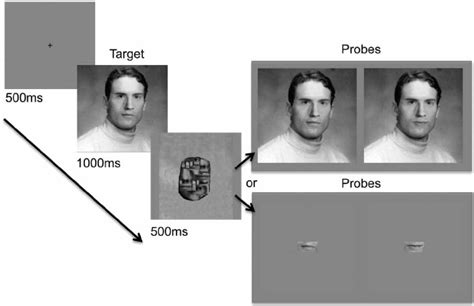 Timeline Of An Example Trial From The Part Whole Task First A