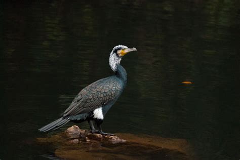 凛々しいカワウ目黒川にオナガガモ集まる 三田巡朗のぐるっと廻って