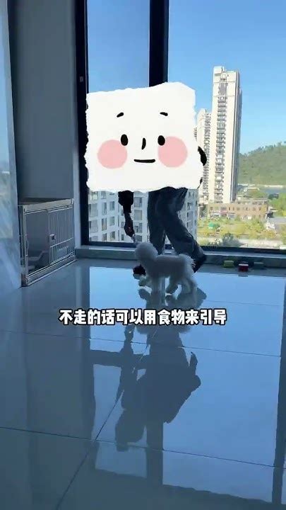 上集 狗狗出来乱尿怎么办？散养的狗狗如何教定点大小便比熊幼犬训练定点大小便萌宠出道计划 Youtube