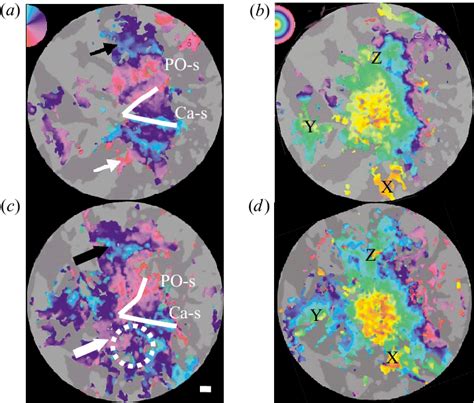 Angular And Eccentricity Maps For Two Subjects Shown On Flattened Download Scientific Diagram