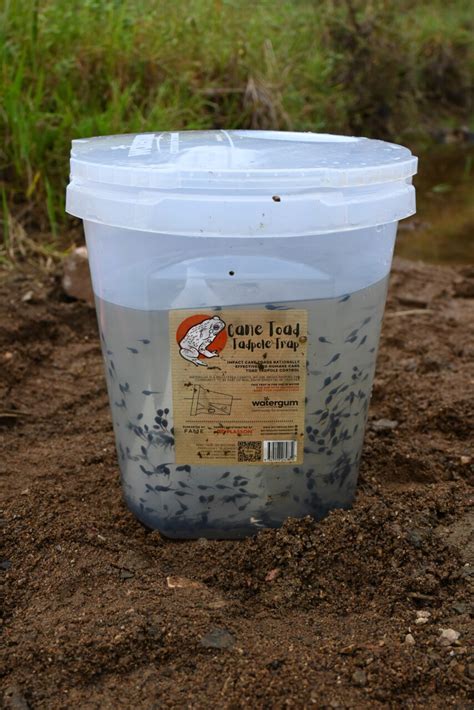 Tadpole Trapping Watergum