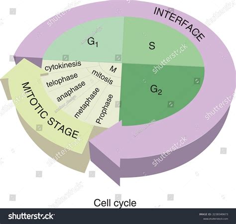 Cell Cycle Mitotic Stage Interface Stock Vector Royalty Free