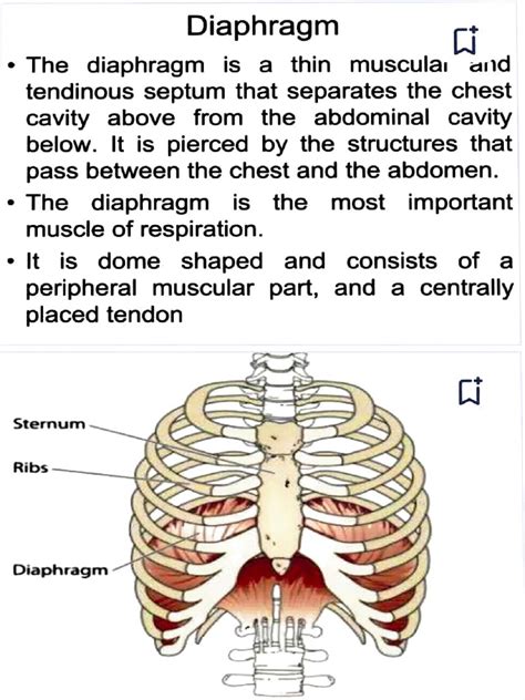 Diaghragm Pdf Esophagus Vertebra