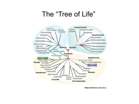 Ppt New Multiple Sequence Alignment Methods Powerpoint Presentation