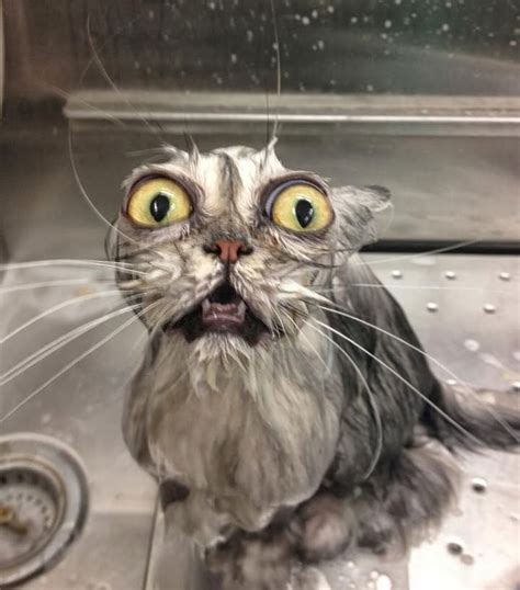 22 Hilarious Pictures Of Wet Cats Bored Panda