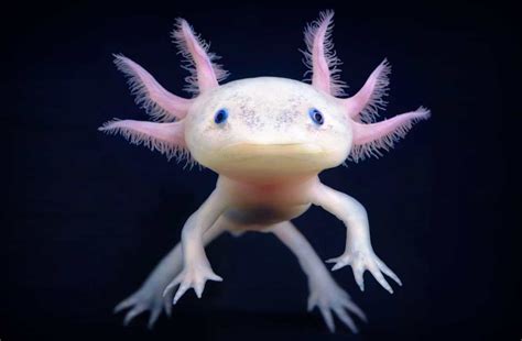 Фото Животных Красивые Необычные — Фото