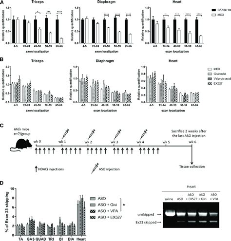 Effect Of Hdaci On Dmd Transcript Levels And Exon Skipping Efficacy In Download Scientific