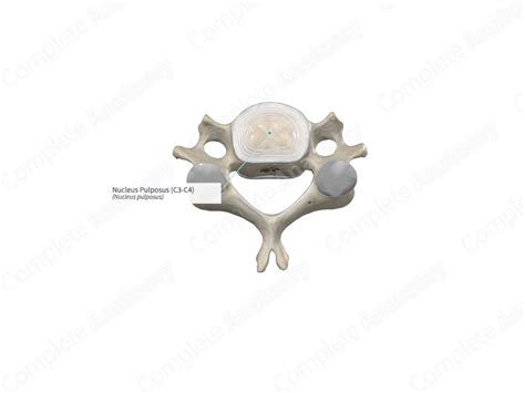 Nucleus Pulposus C3 C4 Complete Anatomy