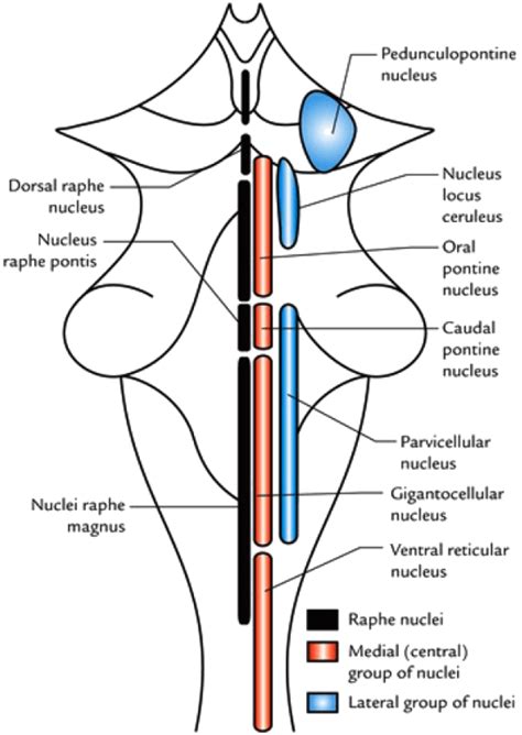 Raphe Nuclei Reticular Formation