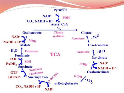 Tca Cycle And Its Regulation