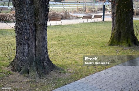 도로 에 의해 공원에서 고대 단풍 나무와 강한 트렁크 회색 콘크리트 포장 및 배경에 나무 벤치 화단에 풀과 다년생의 마른 잎 가까운에 대한 스톡 사진 및 기타 이미지