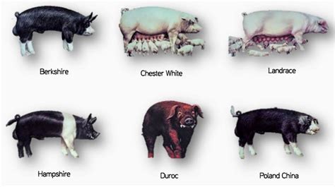 Todo Sobre Cerdos Razas Del Cerdo