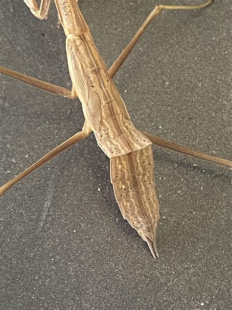 Pet Mantis Possible Dying Rmantids