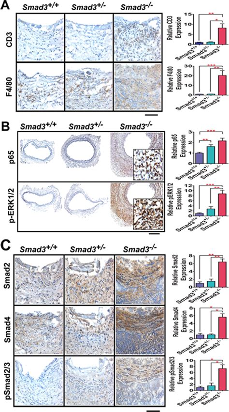 Ihc Assays Detected Robust Leukocyte Infiltration Activation Of Nf ĸb