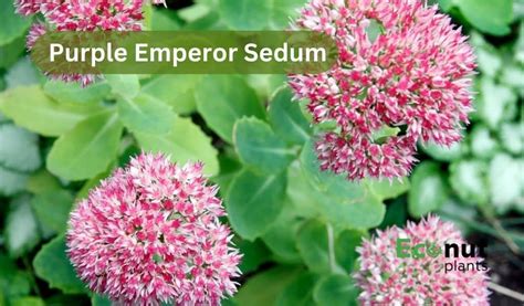 11 Sedum Varieties That Will Add Colors To Your Garden
