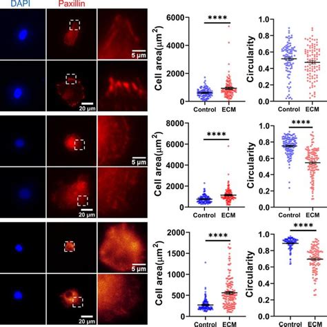 Cell Adhesion On Ecm Coatings A Representative Fluorescence Images
