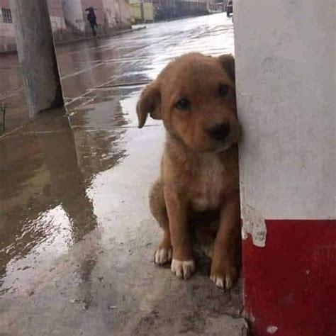 ҮЙЛИЙН ҮР ҮҮД АНДУУРДАГГҮЙ ГЭЖ АЙХТАР ҮГ БИЙ Гэмгүй амьтдыг хайрладаггүймаа гэхэд харгис битгий