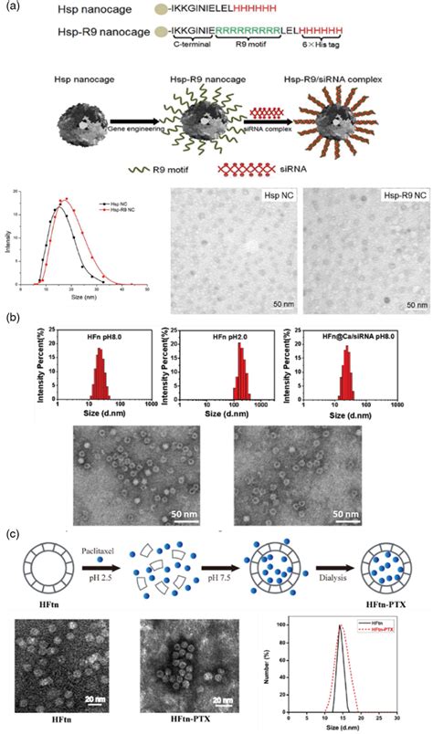 A Adsorption Of Polyarginine Onto The Hsp16 5 Nanocage Top And Dls Download Scientific